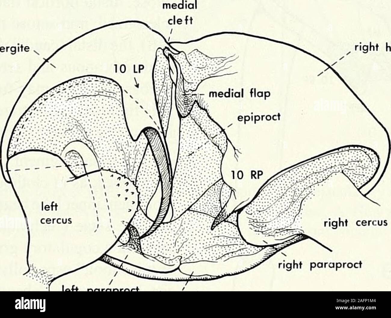 Cercus hi-res stock photography and images - Alamy