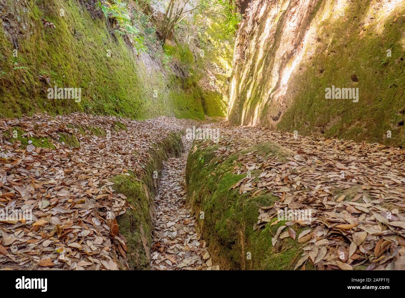 The narrow path excavated in the rock by etruscan civilization named ...