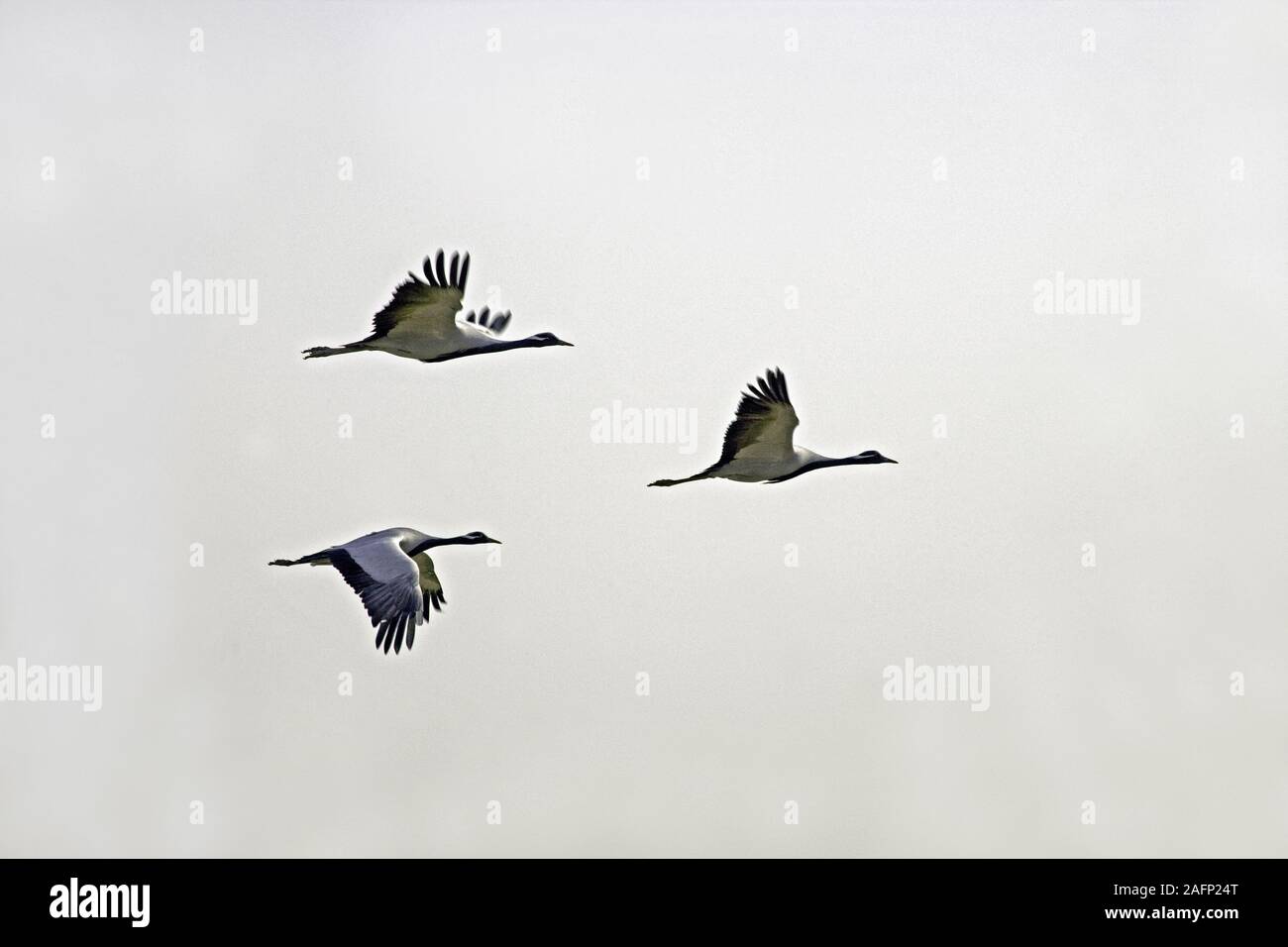 Upstroke and downstroke in birds hi-res stock photography and images ...