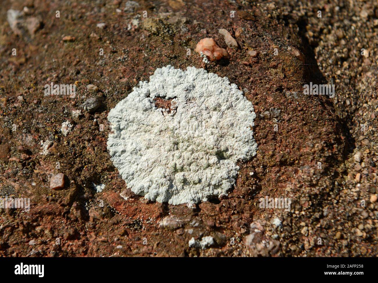 Grey circular lichen on rock hi-res stock photography and images - Alamy