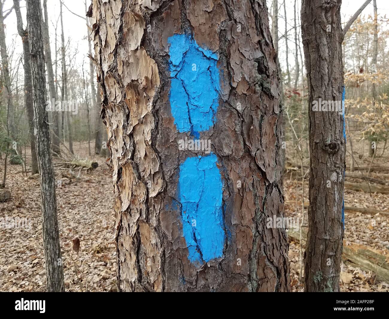 blue paint marks on tree trunk in forest or woods with fallen leaves ...