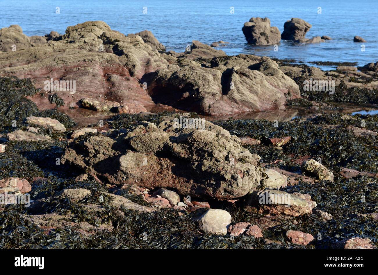 Devonian era rocks covered with many barnacles (Semibalanus balanoides ...
