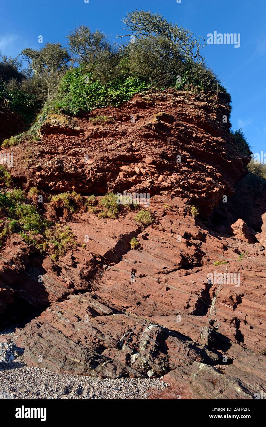Devonian era rocks with many limpets at Oyster cove south of Paignton ...