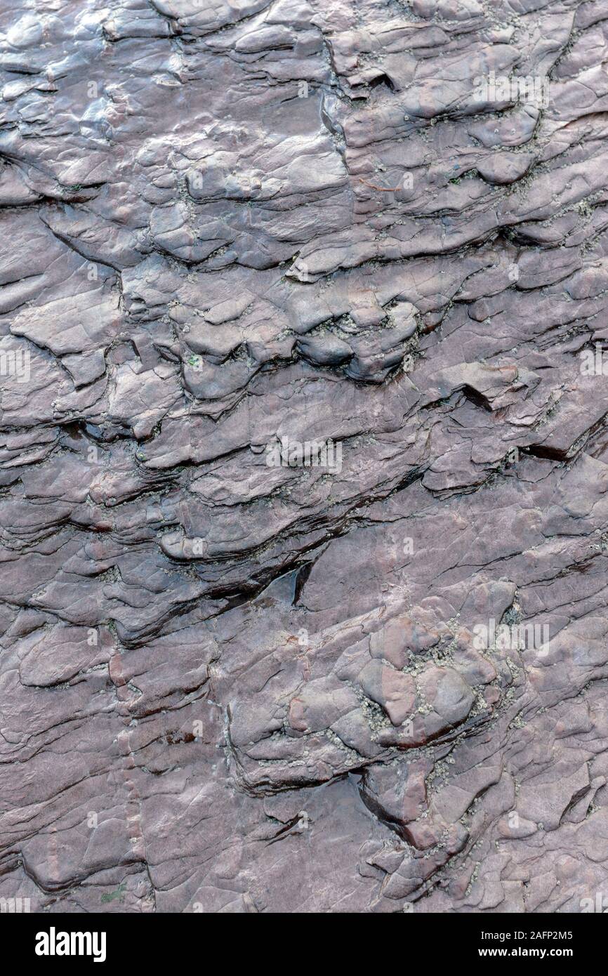 Devonian era rocks at Saltern cove south of Paignton , Devon, UK, in ...