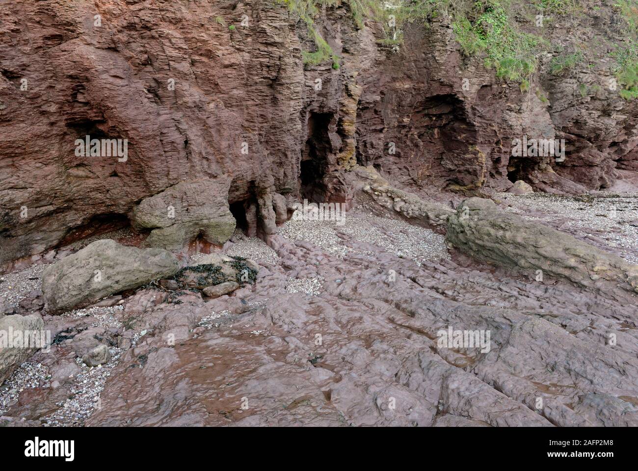 Devonian era rocks at Saltern cove south of Paignton , Devon, UK, in ...