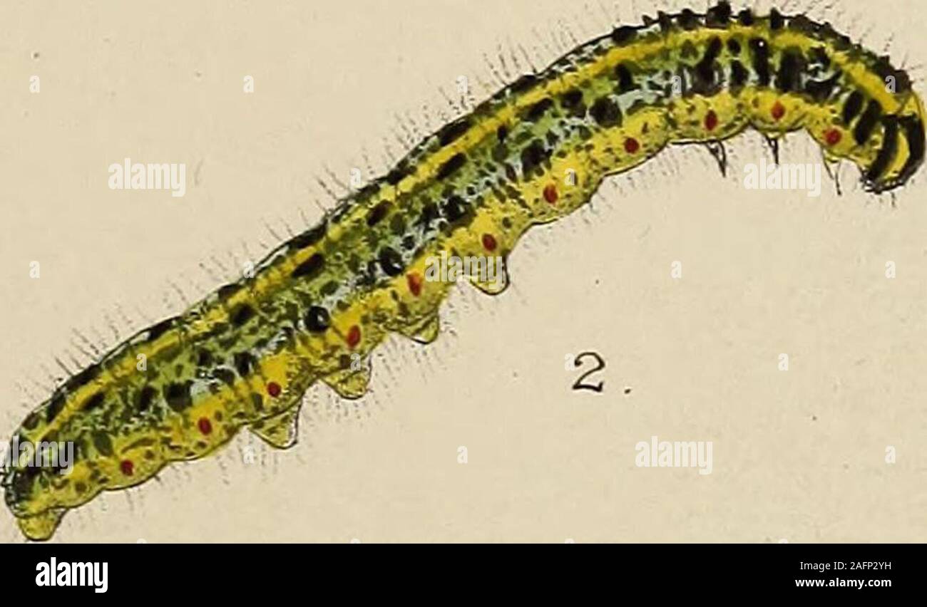 . The larvæ of the British butterflies and moths. 1 a Stock Photo - Alamy