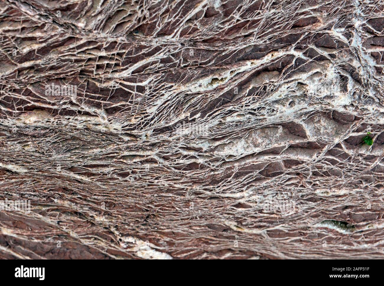 Devonian era rocks at Saltern cove south of Paignton , Devon, UK, in ...