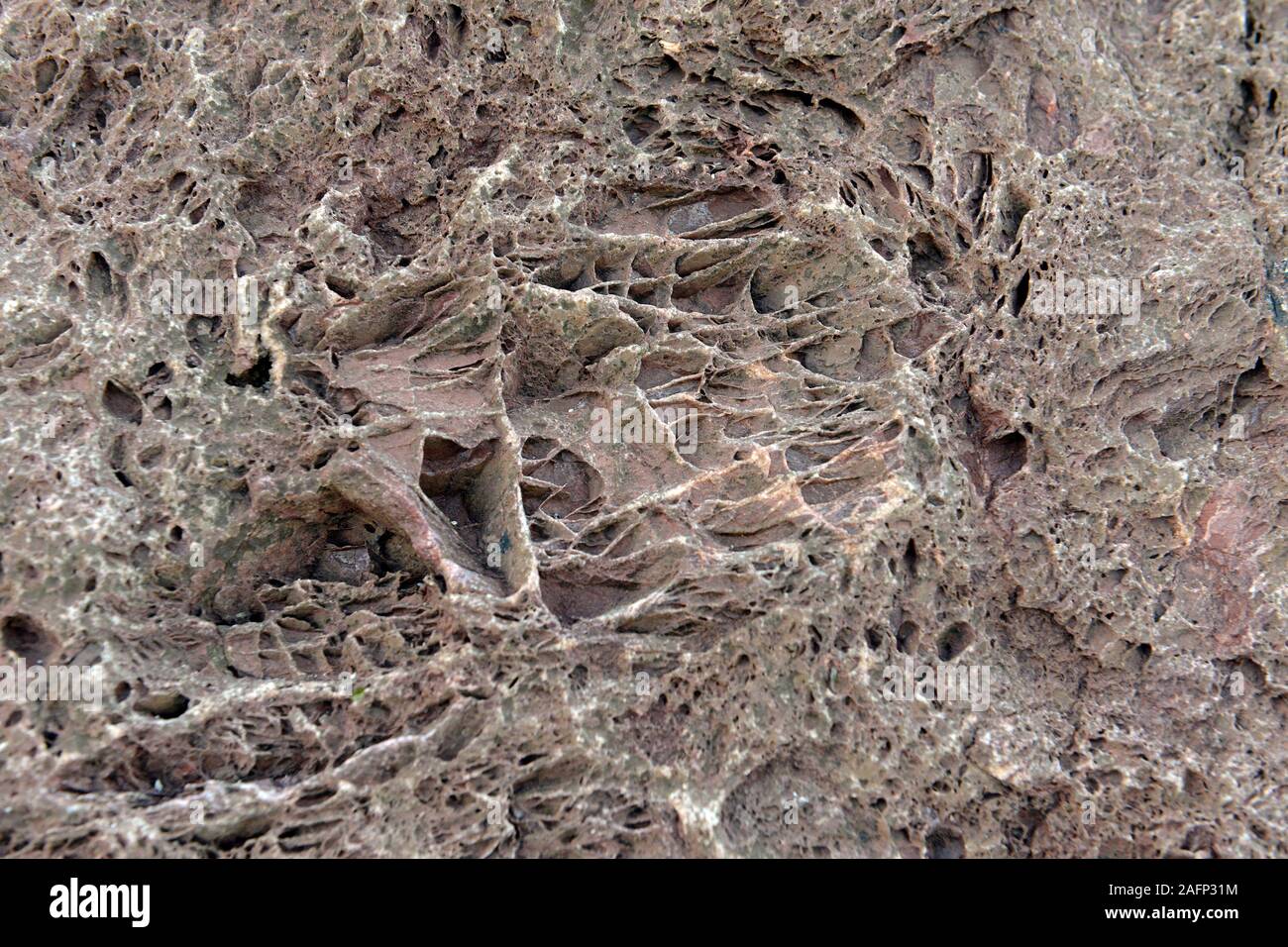 Devonian era rocks at Saltern cove south of Paignton , Devon, UK, in ...