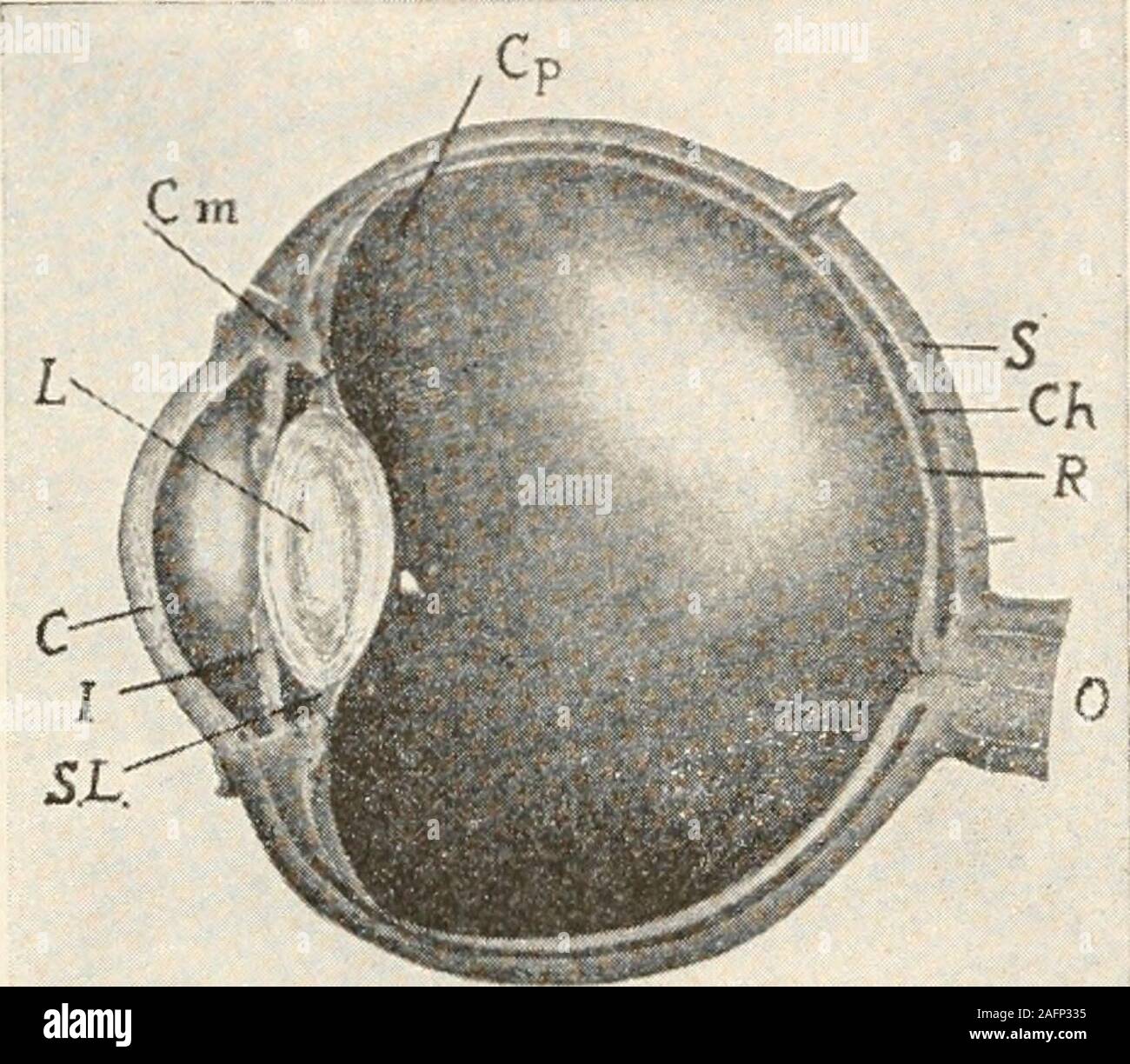 Choroid coat hi-res stock photography and images - Alamy