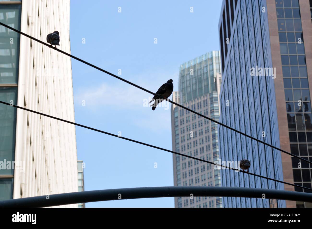 Birds on telephone wires hi-res stock photography and images - Alamy