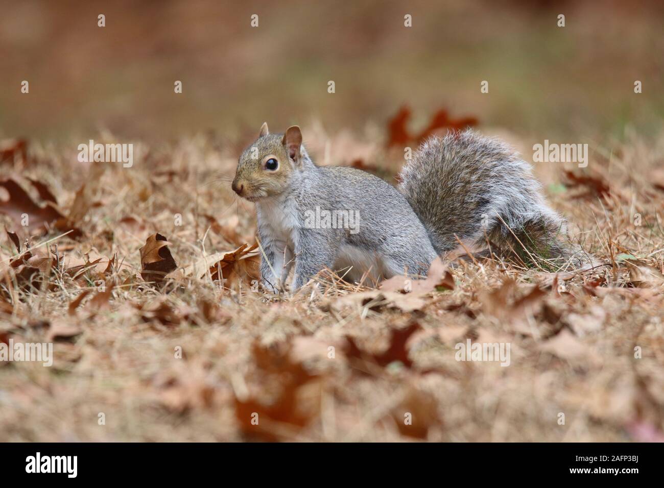 Silver gray squirrel hi-res stock photography and images - Alamy