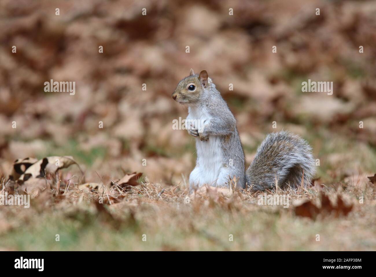 Silver gray squirrel hi-res stock photography and images - Alamy