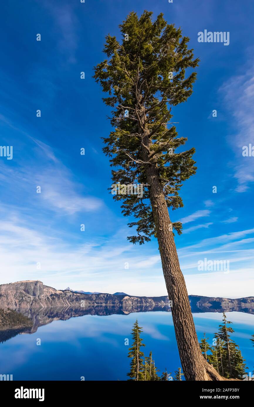 Mountain Hemlock, Tsuga mertensiana, and view from Rim Village of ...