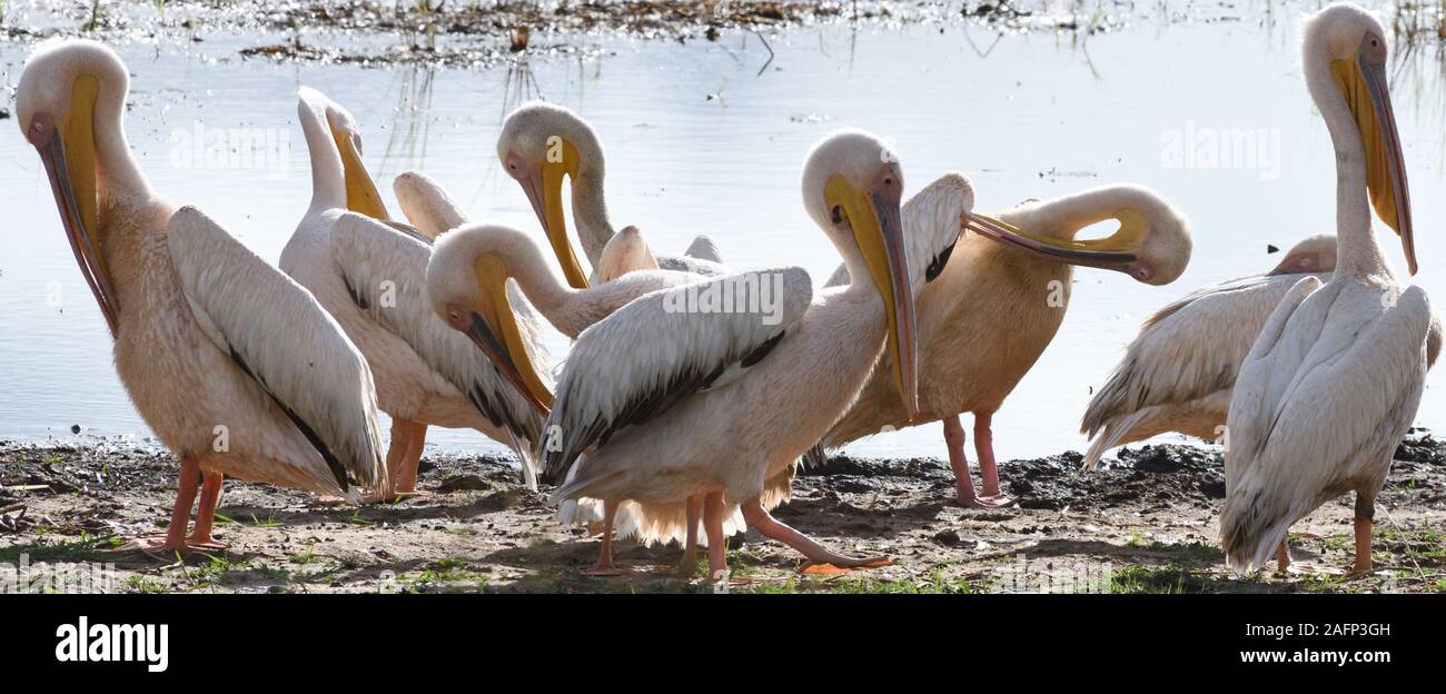 Great white pelicans silale swamp, tanzania hi-res stock photography ...