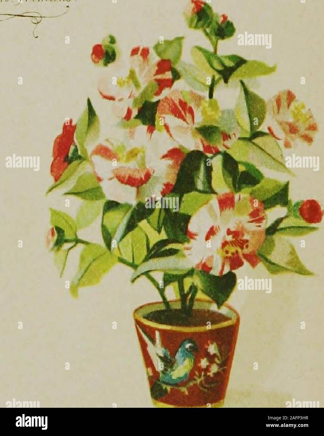 Penni flower hi-res stock photography and images - Alamy