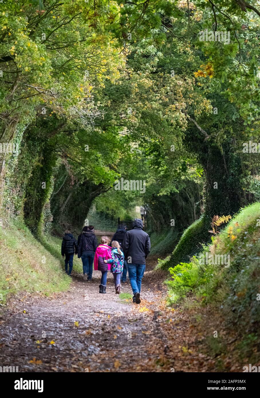 Halnaker tree tunnel, West Sussex UK photographed in autumn with ...