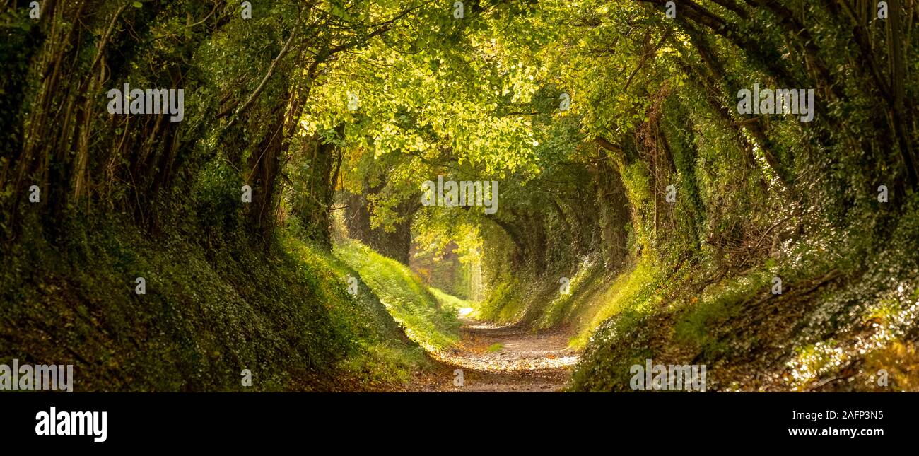 Halnaker tree tunnel, West Sussex UK photographed in autumn with ...