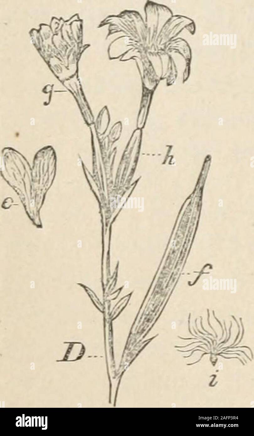 Acaulescent plants hi-res stock photography and images - Alamy