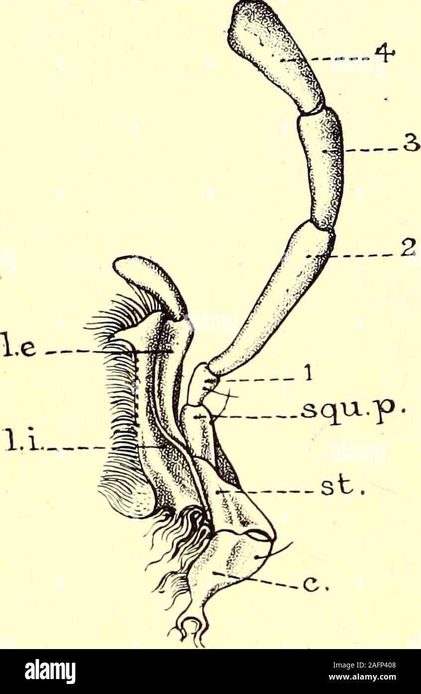 Maxillary galea hi-res stock photography and images - Alamy