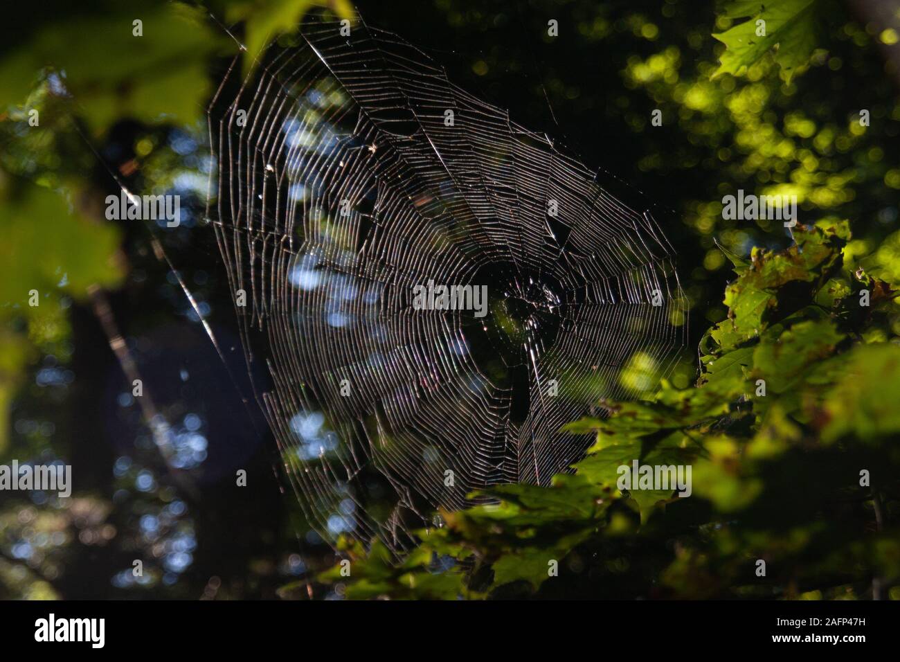 spiderweb in a forest between trees Stock Photo - Alamy