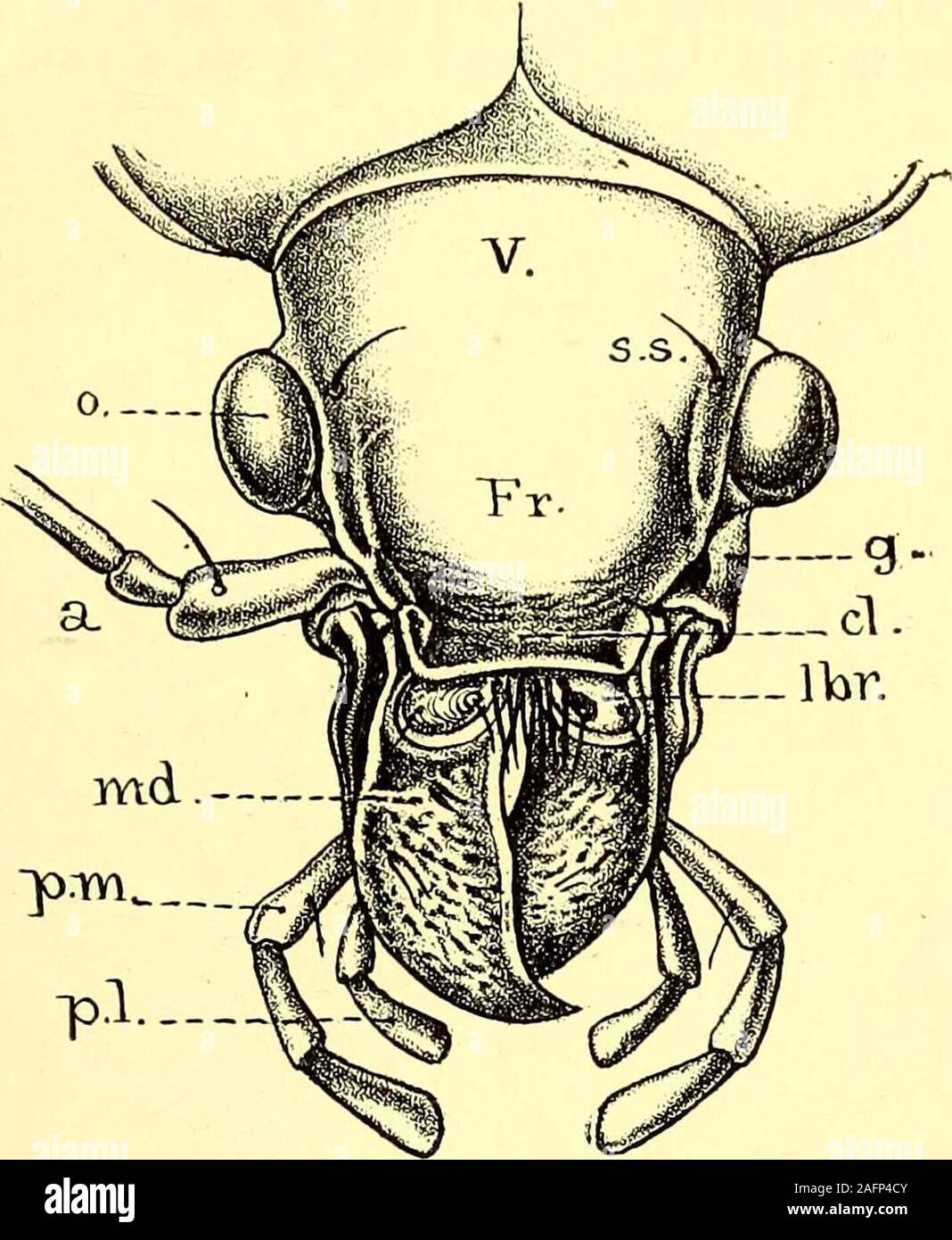 Labrum insect hi-res stock photography and images - Alamy
