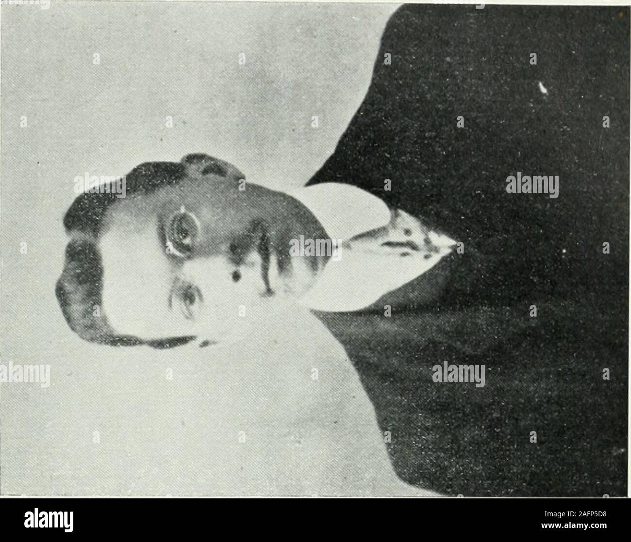 . Anales. D. Miguel Sánchez y Aranda Matamoros, tataranieto de ...