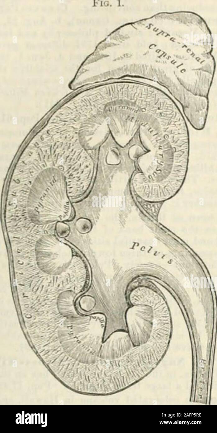 Fibrous internal structure hi-res stock photography and images - Alamy