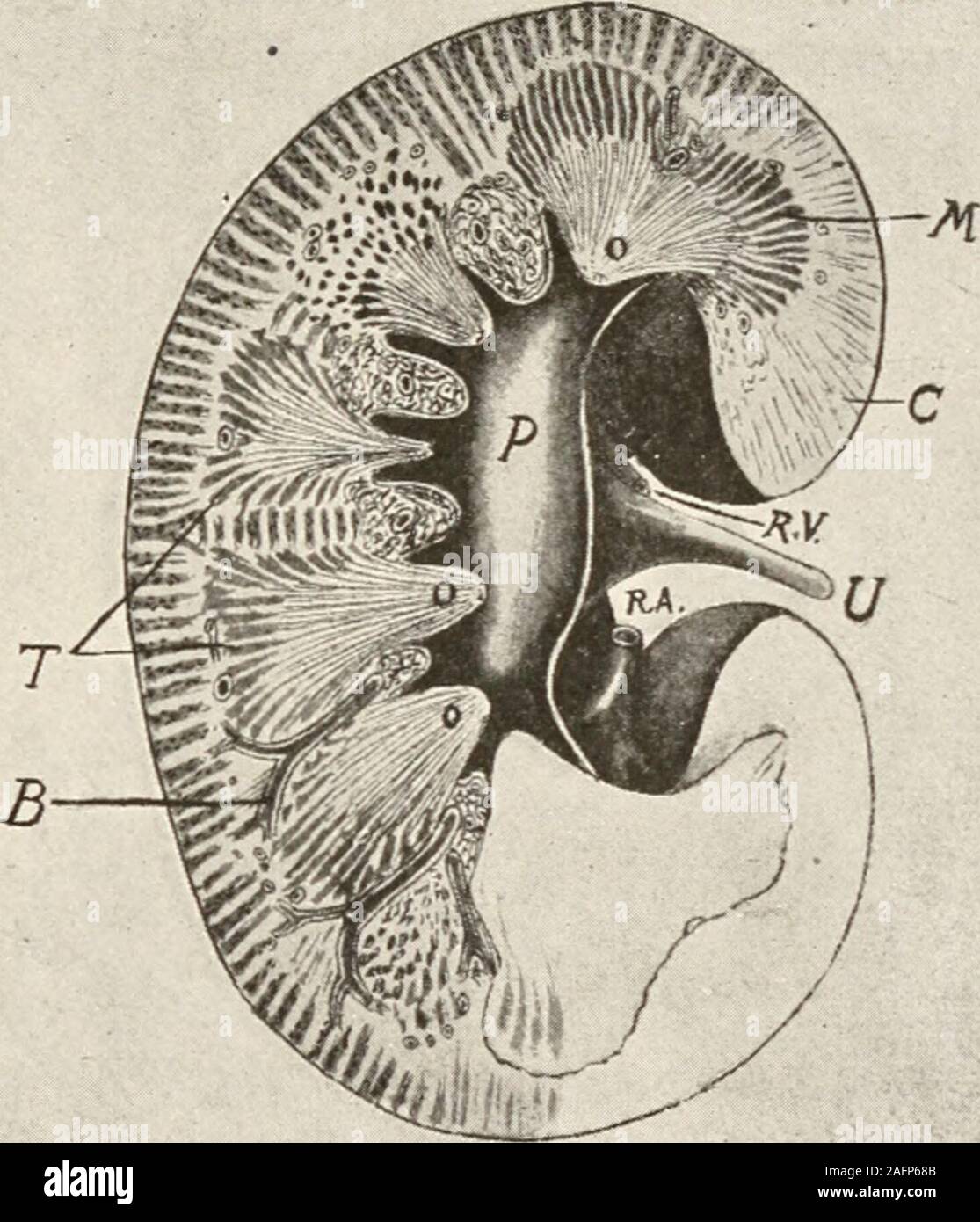 Renal pyramids hi-res stock photography and images - Alamy