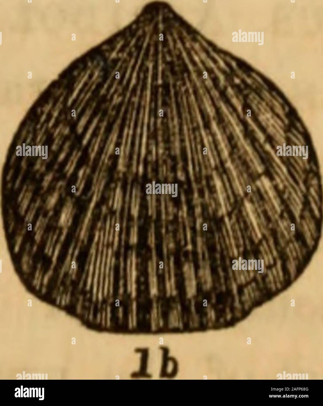 Arca species hi-res stock photography and images - Alamy