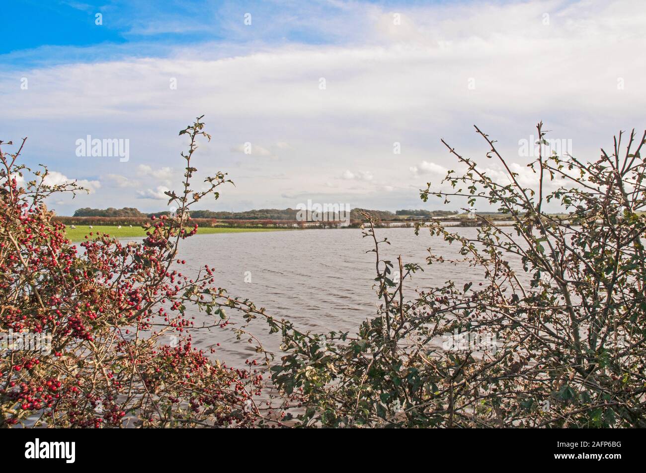 Flooded farm fields due to heavy rainfall and overflowing dykes and ...