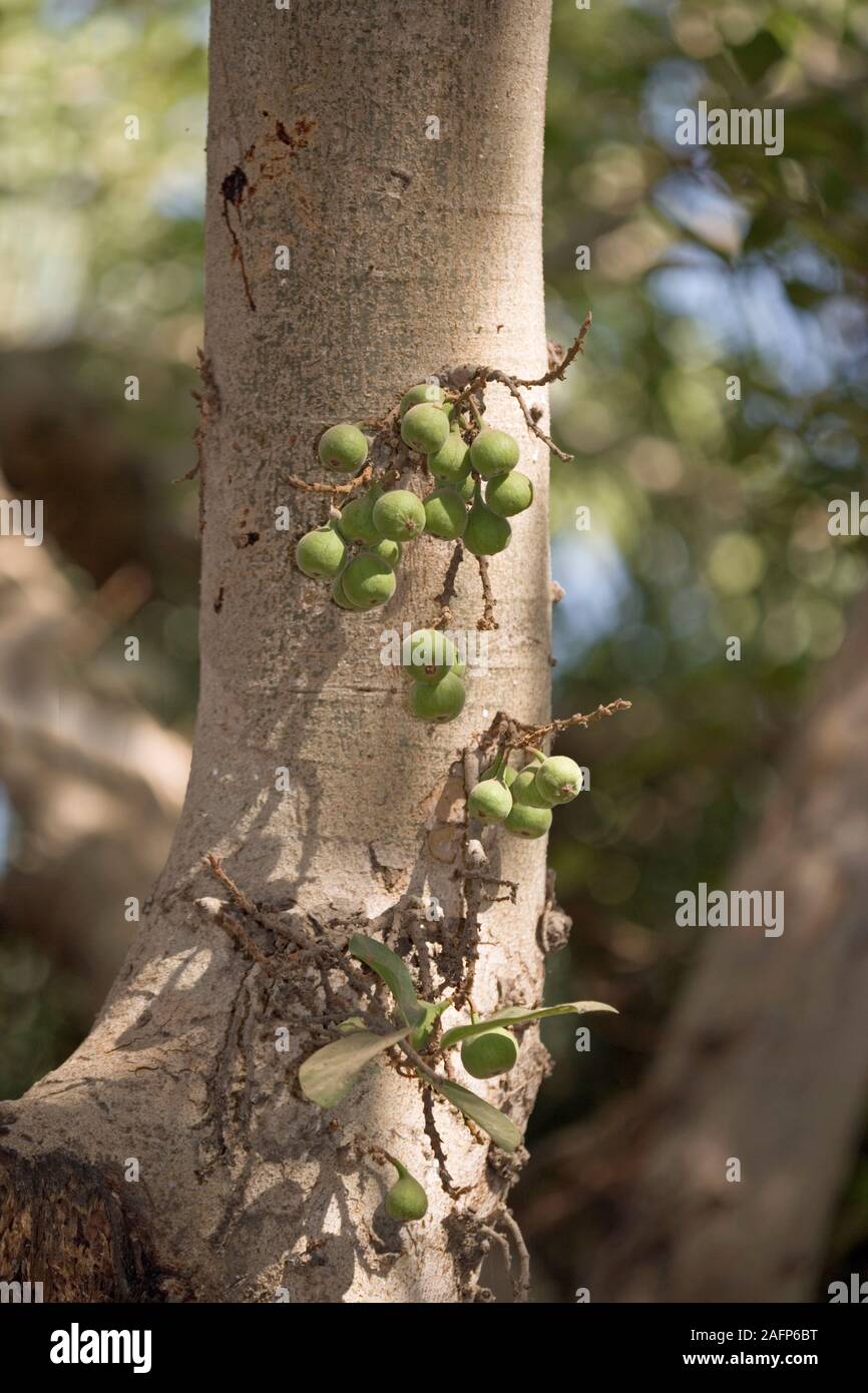 INDIAN FIG FRUITS (Ficus bengalensis). Ranthambhor, Rajasthan, India ...