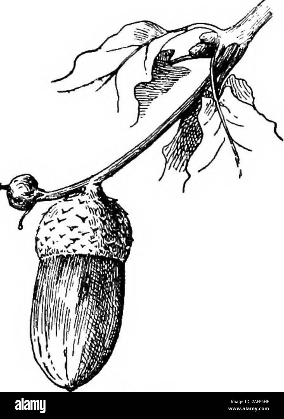 Persistent calyx Cut Out Stock Images & Pictures - Alamy