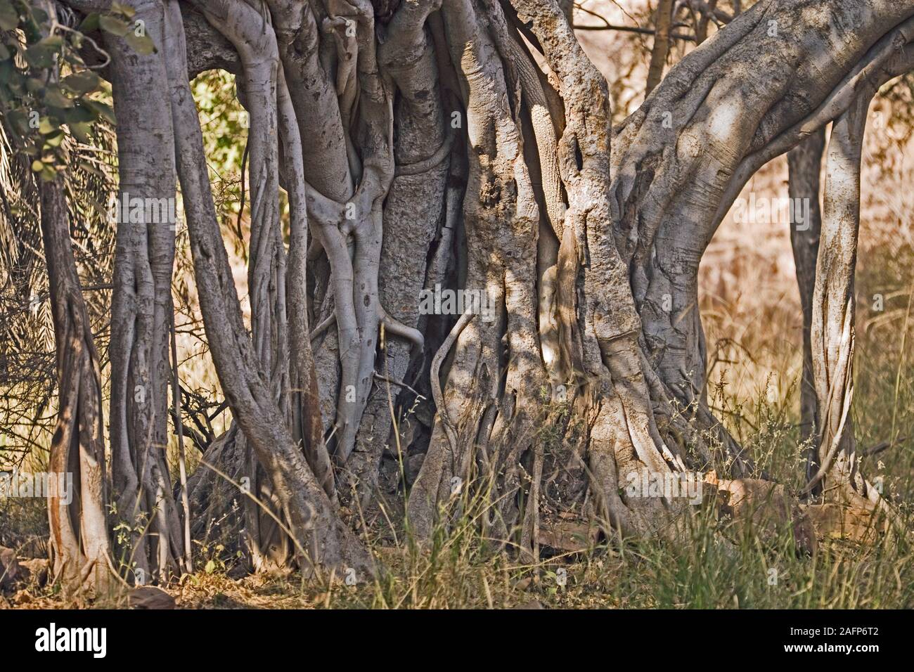 CLIMBING FIG TREE Ficus sp. aerial support roots Rajasthan, India Stock ...