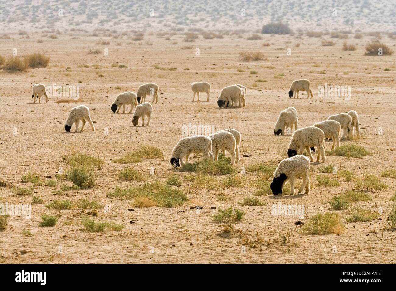 DOMESTIC SHEEP (Ovis aries). Flock, grazing. Thar Desert, Rajasthan ...