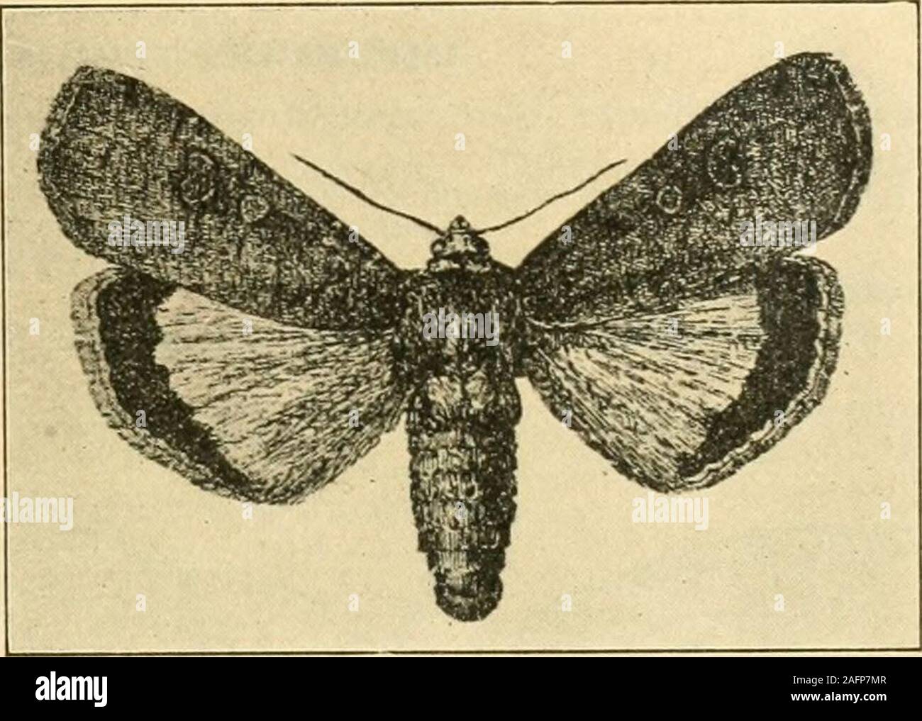 Philippine insects hi-res stock photography and images - Alamy