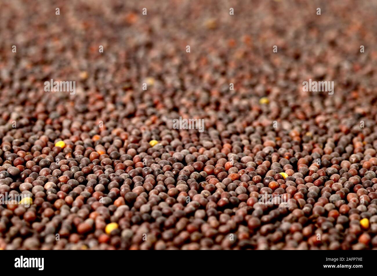 Brown Mustard Seeds on a white background Stock Photo - Alamy