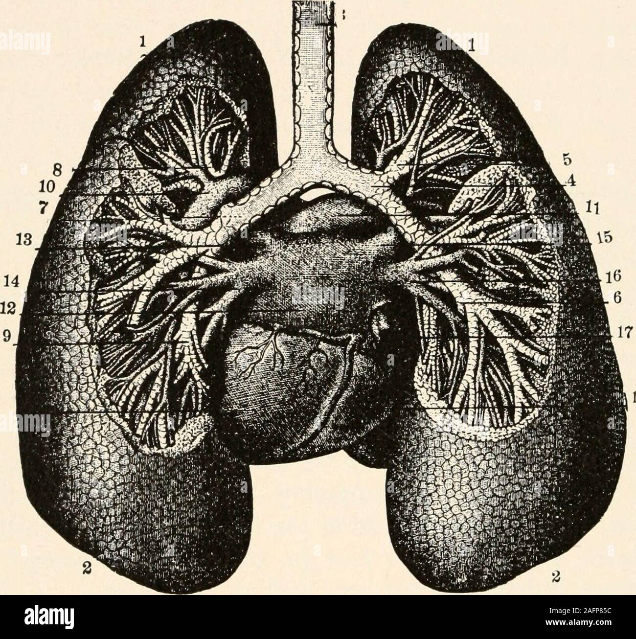 . The animans and man; an elementary textbook of zoology and human ...