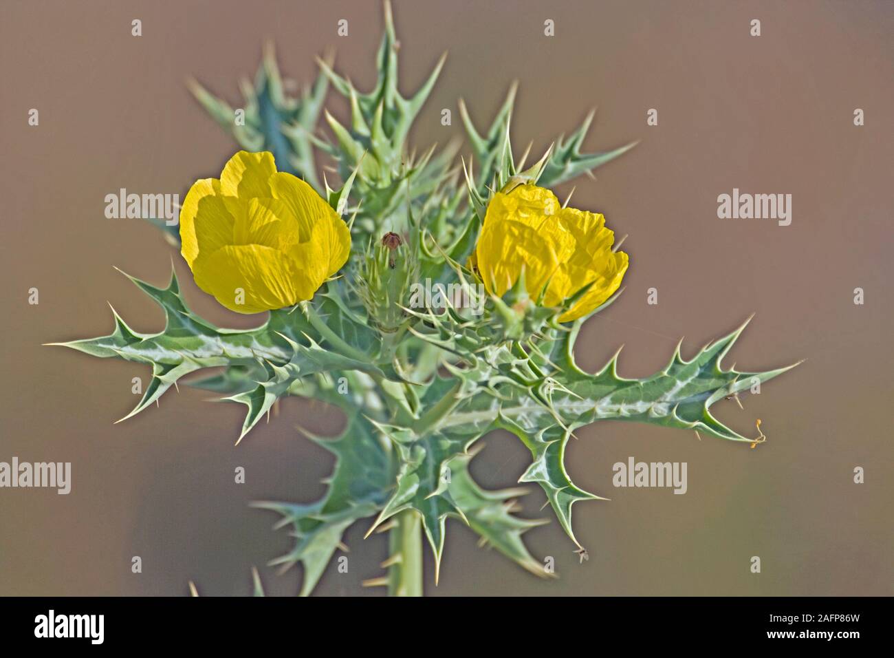 MEXICAN POPPY (Argemone mexicana). Native to West Indies, here ...
