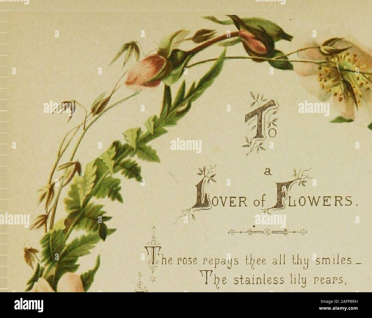 Bearded crepis hi-res stock photography and images - Alamy