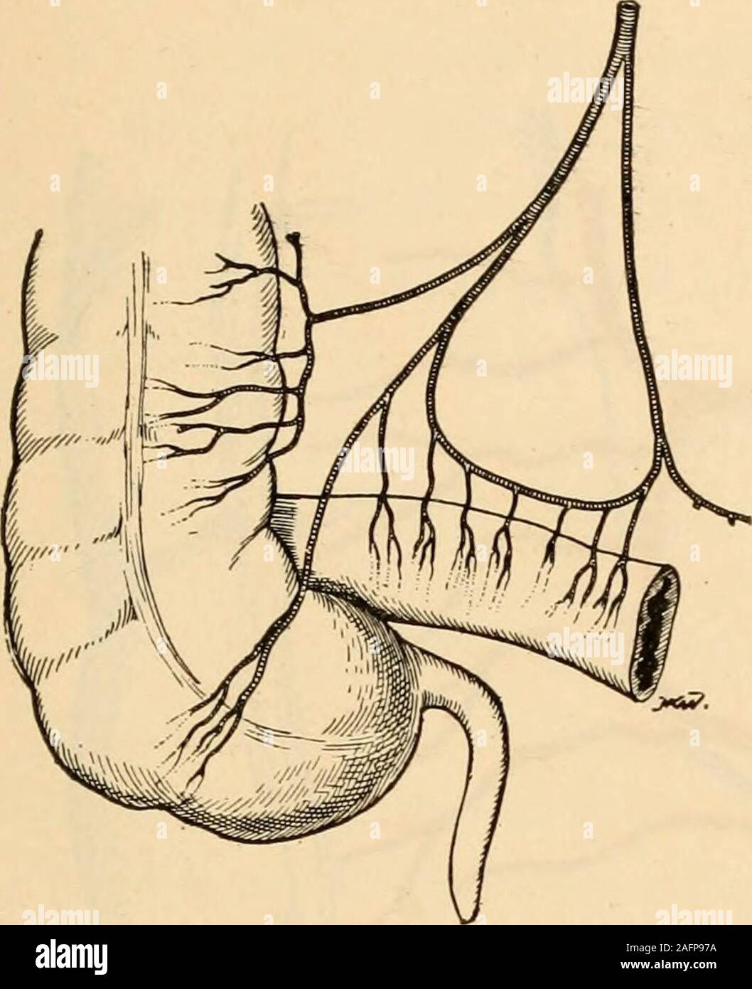 Anatomie chirurgicale hi-res stock photography and images - Alamy