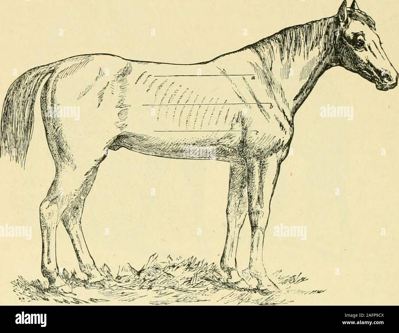 Horse lungs hi-res stock photography and images - Alamy