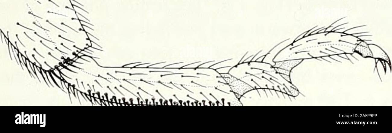 Mesothoracic hi-res stock photography and images - Alamy