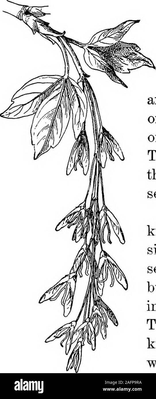 Particu lar form hi-res stock photography and images - Alamy