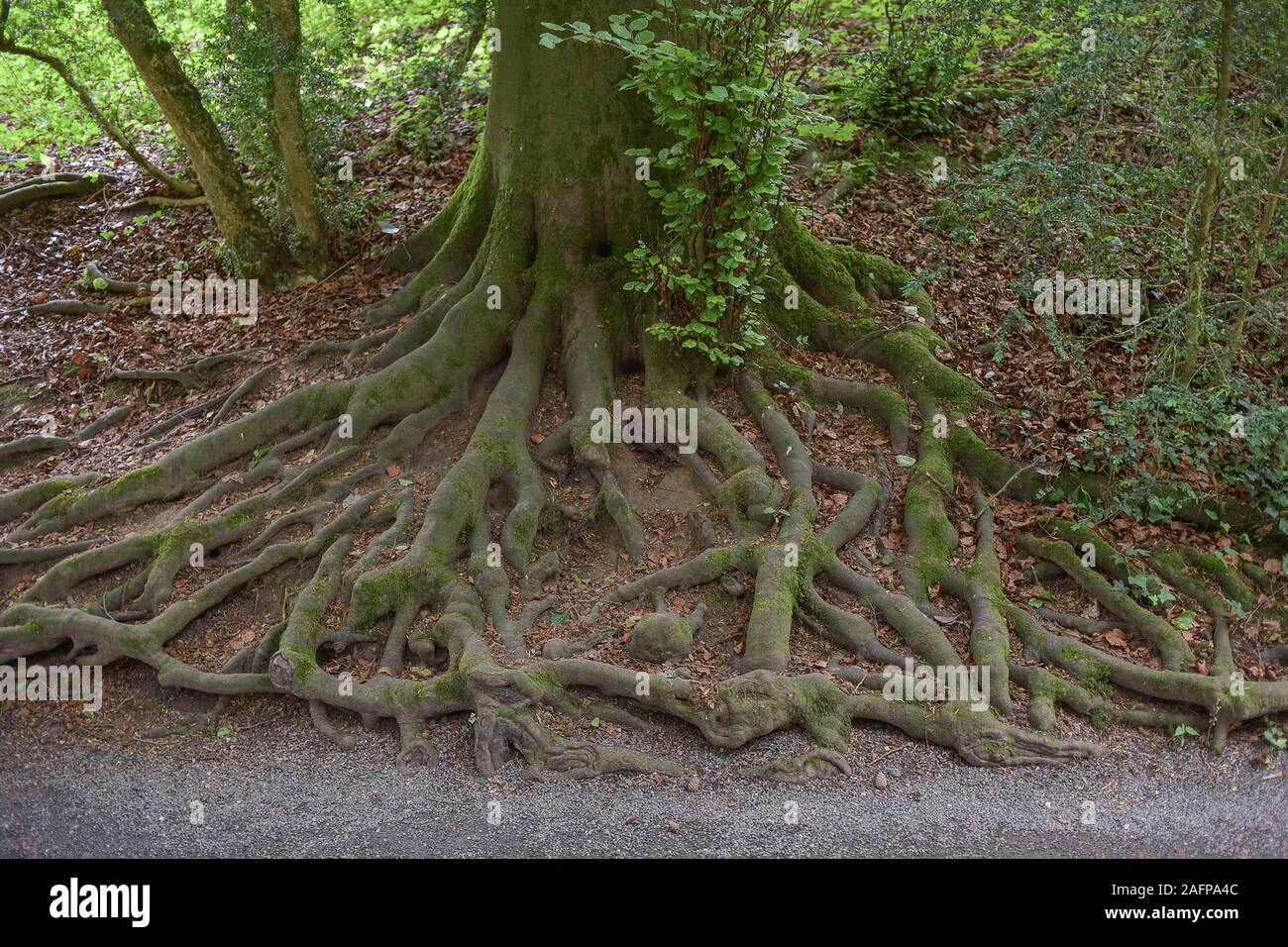 Big tree root with a mold in a forest Stock Photo - Alamy