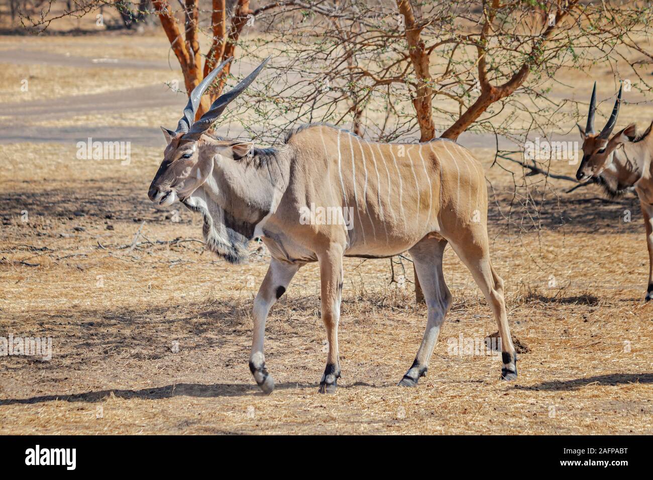 Giant Eland Antelope
