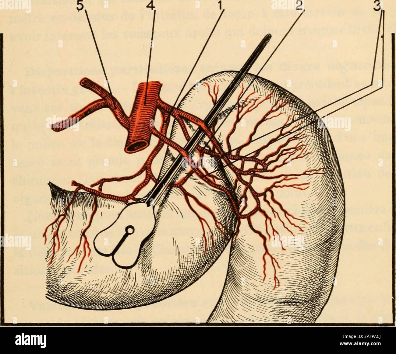 Mésentère hi-res stock photography and images - Alamy