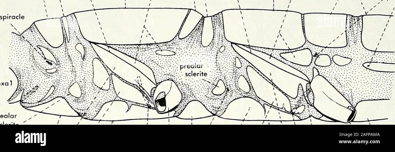 Supple body movement hi-res stock photography and images - Alamy