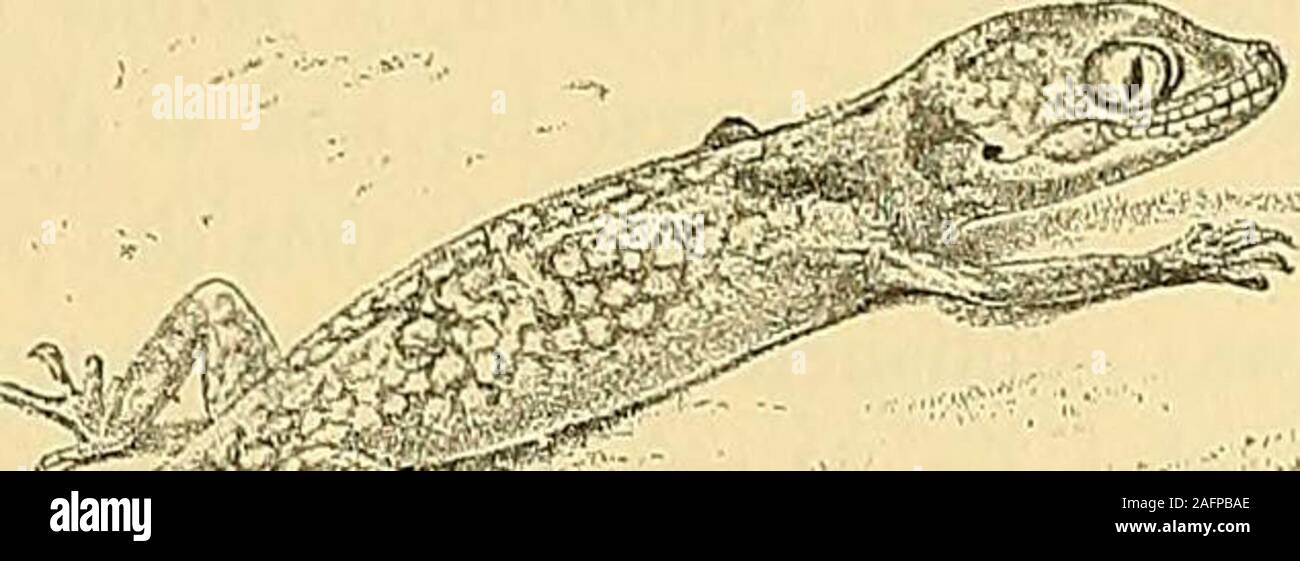 Gecko in egypt hi-res stock photography and images - Alamy