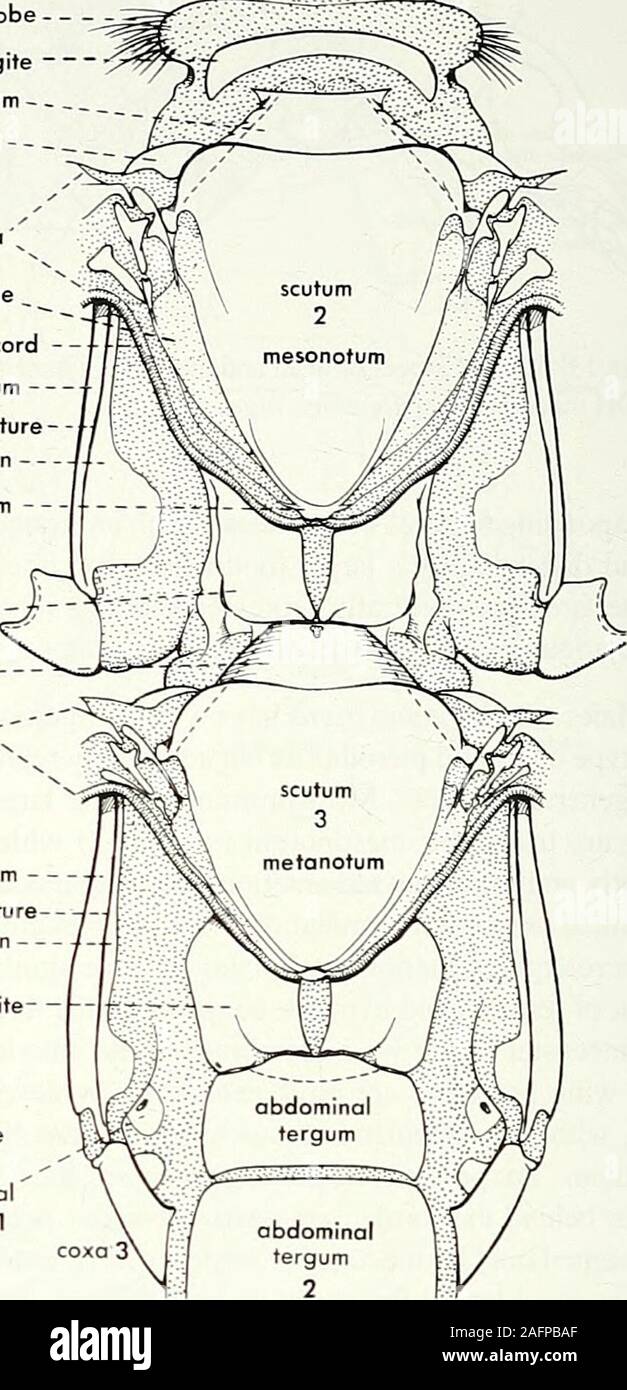. Occasional papers of the California Academy of Sciences. spiracular ...