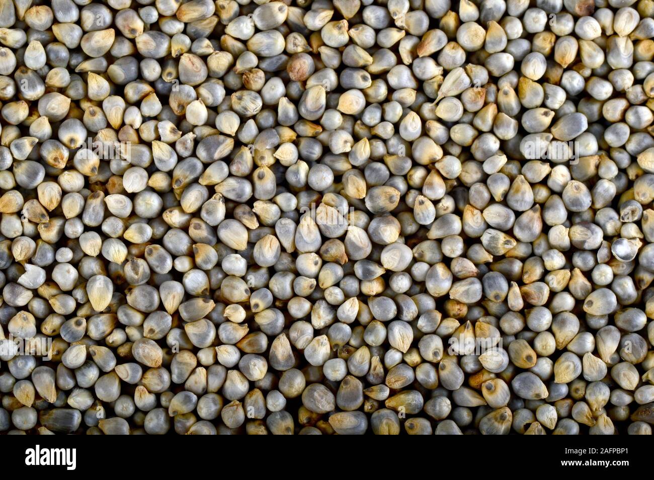 Pearl millet (Bajra) as background. Close up Stock Photo - Alamy